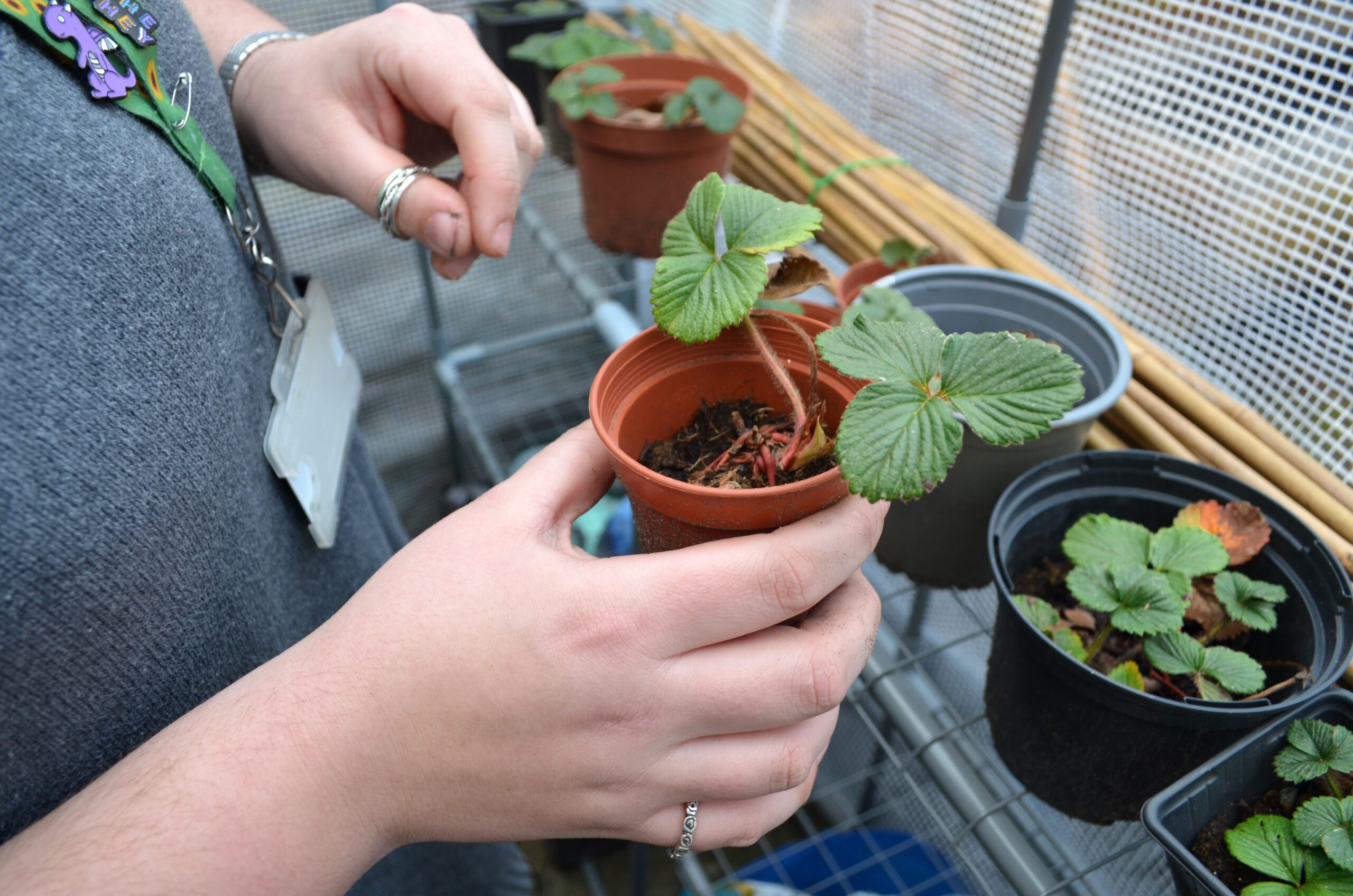 The Thrive Approach | Haven Nook School